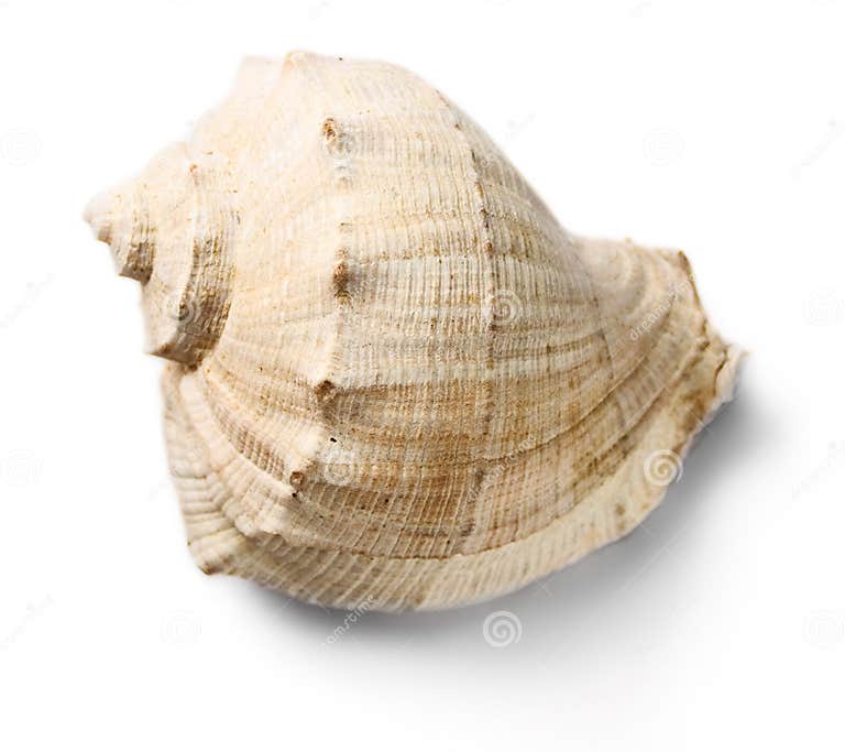 Seashell stock photo. Image of helical, aquatic, pattern - 13687672