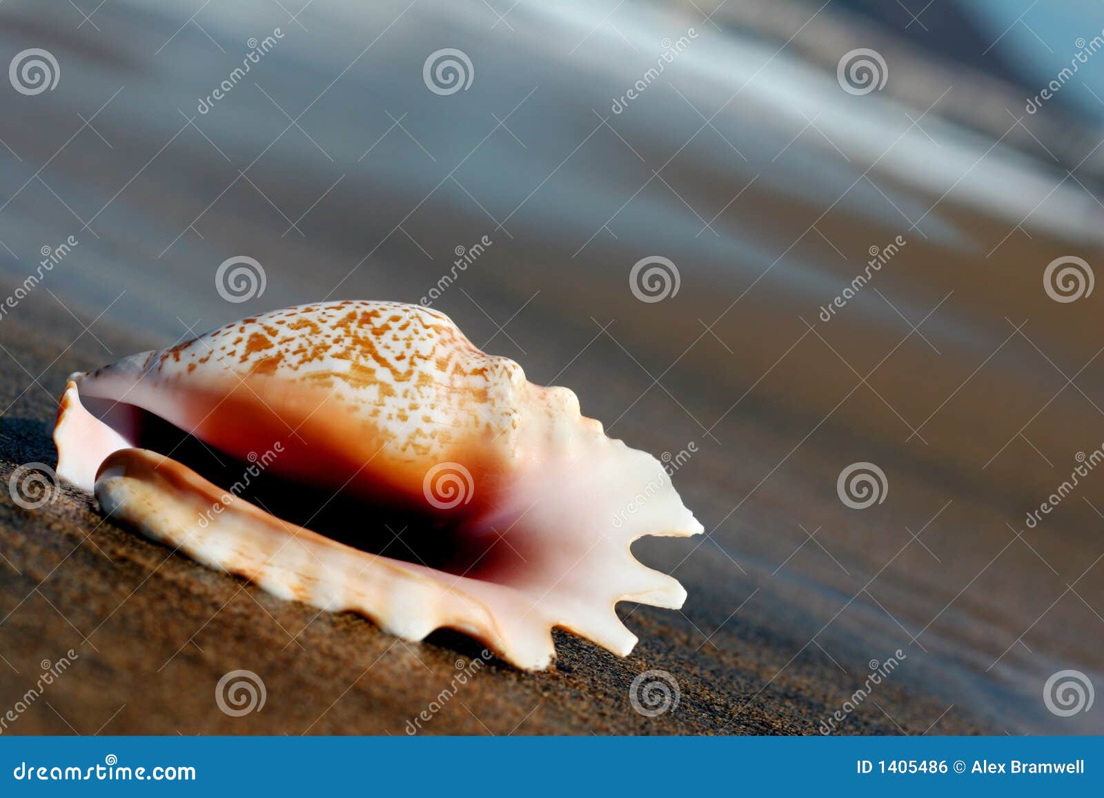 Seashell stock photo. Image of coast, tropics, seashell - 1405486
