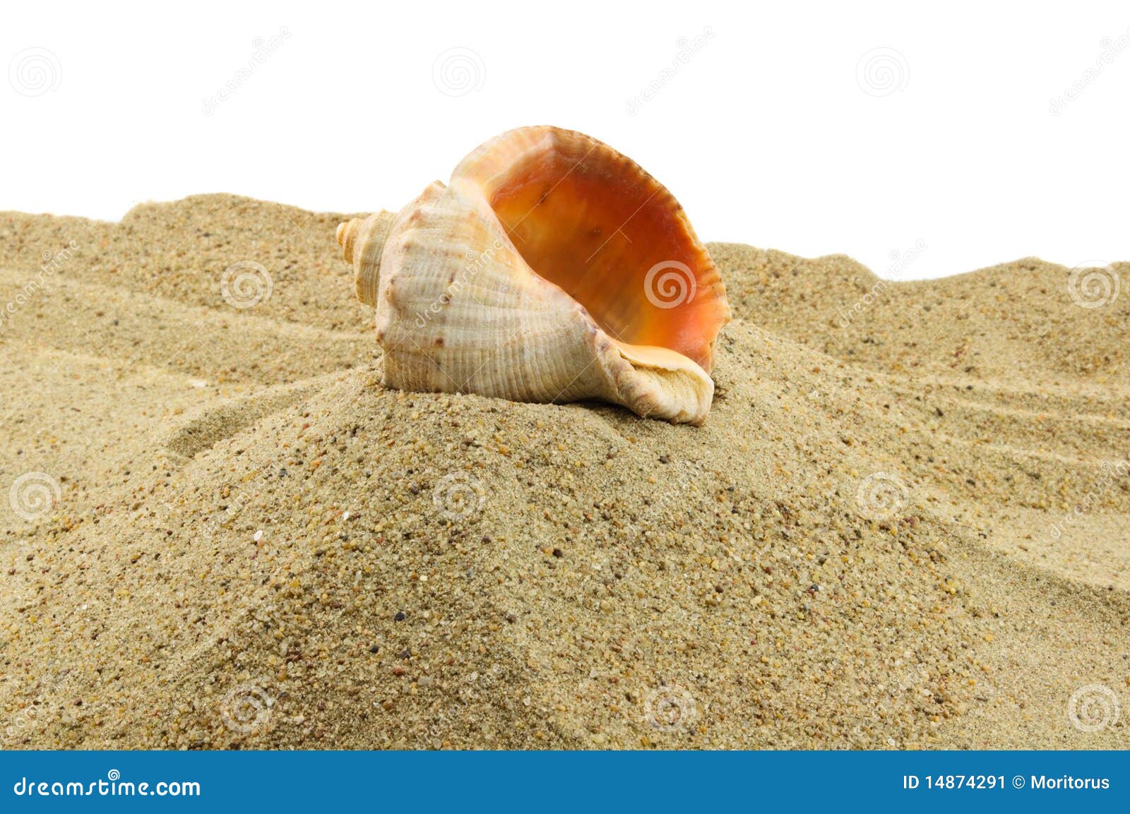 Seashell stock image. Image of ecology, ocean, seafood - 14874291