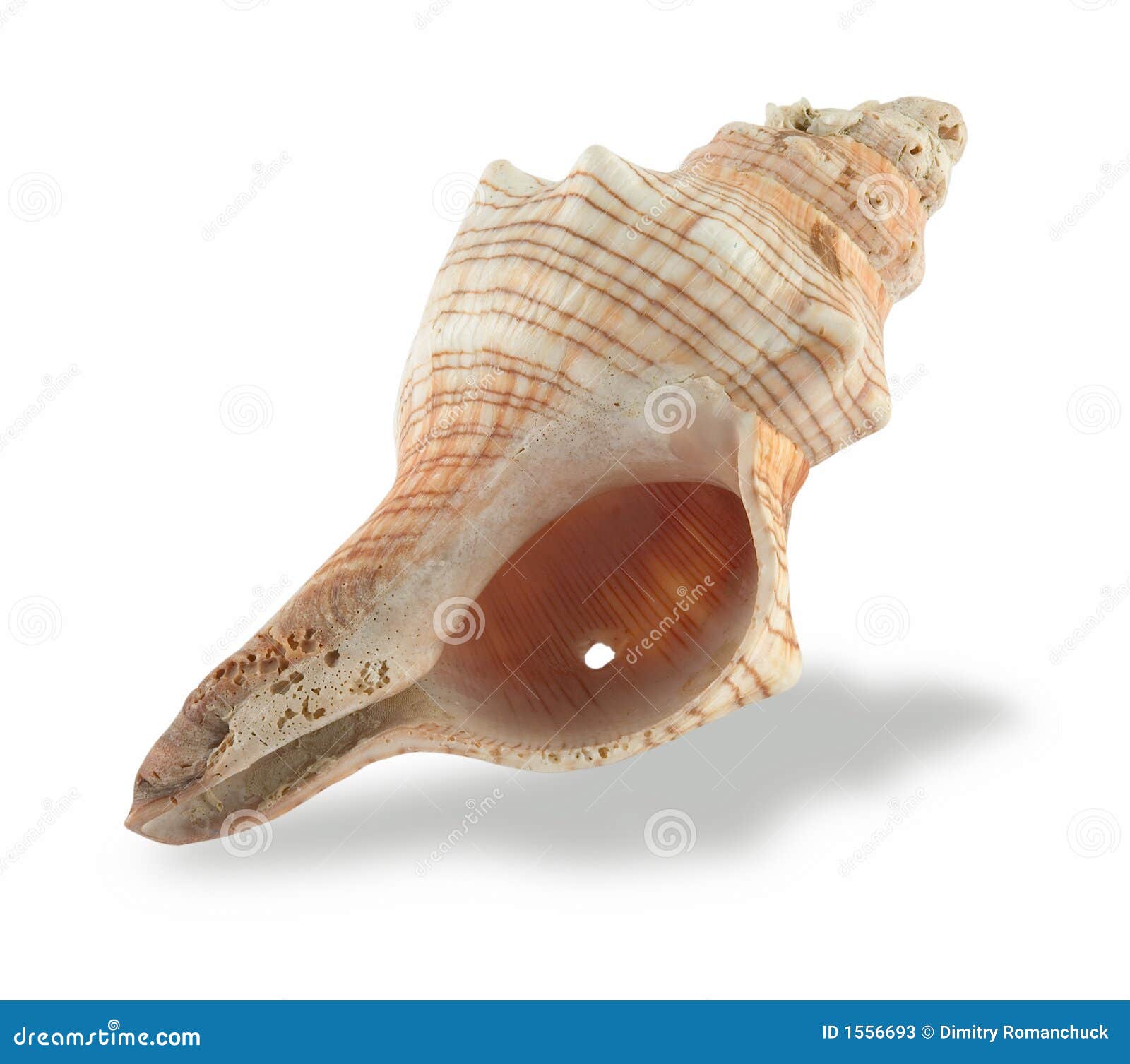 Seashell stock image. Image of oysters, scallop, mollusk - 1556693