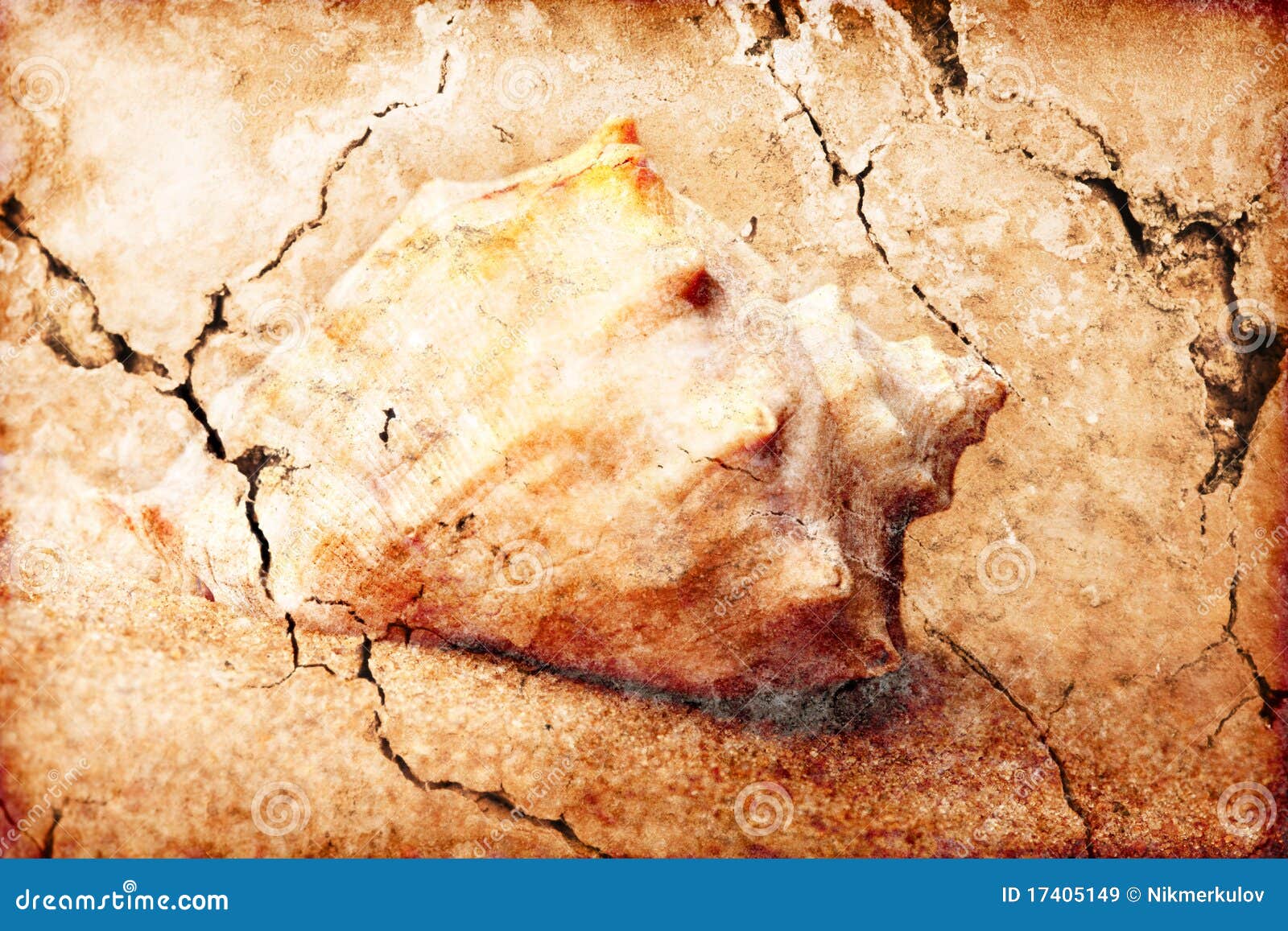 Seashell stock image. Image of idea, cracked, ocean, beauty - 17405149