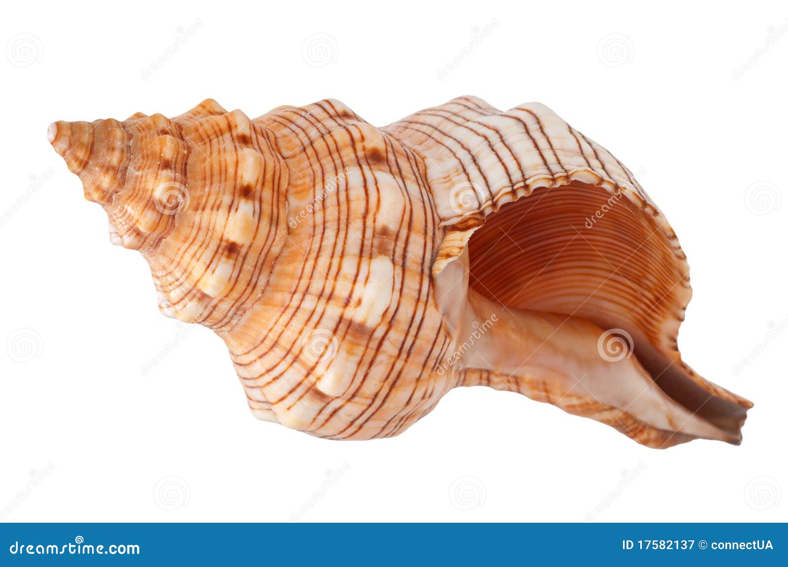 Seashell stock image. Image of cowrie, shiny, swirl, oceania - 17582137