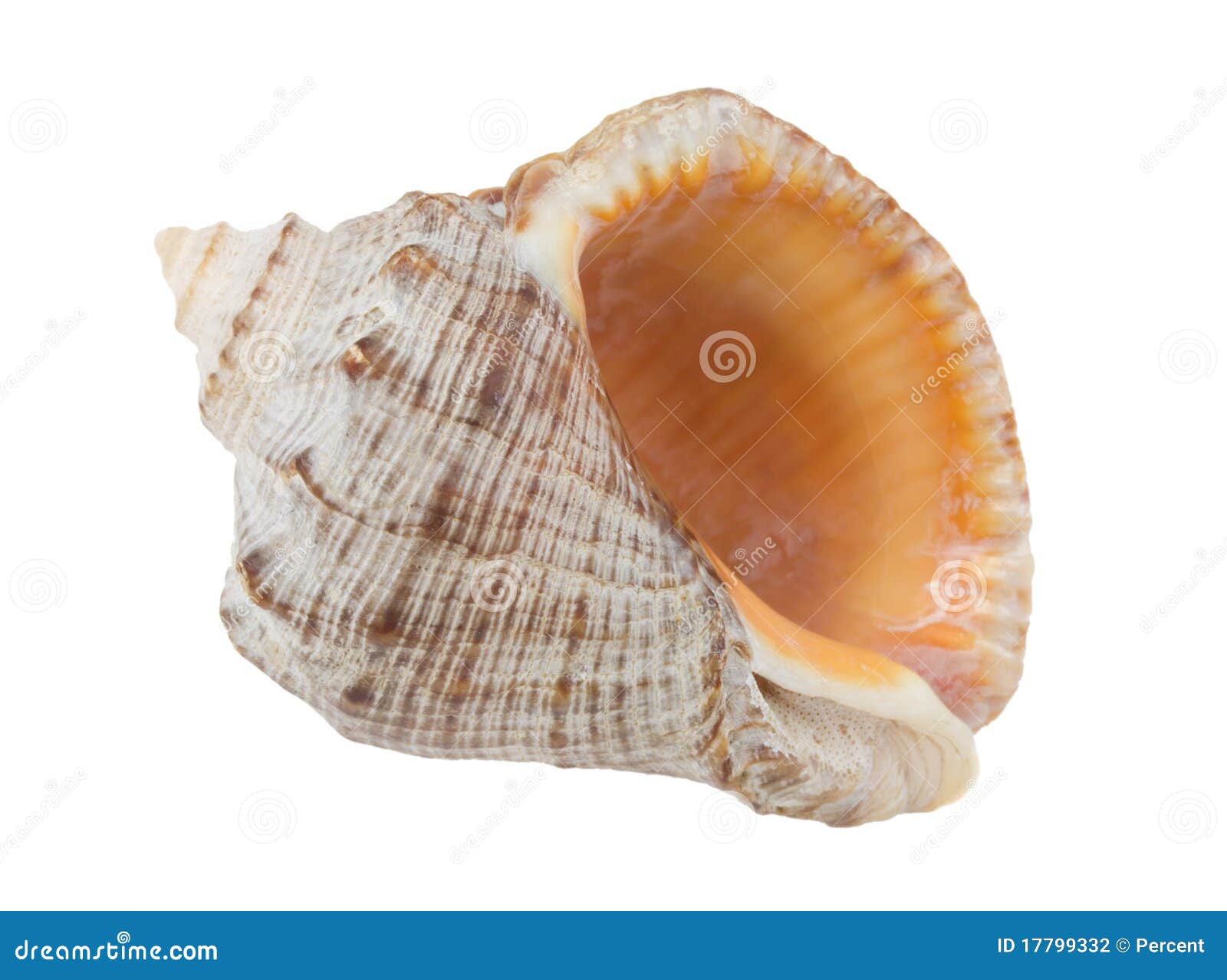 Seashell stock photo. Image of horizontal, nature, cockleshell - 17799332