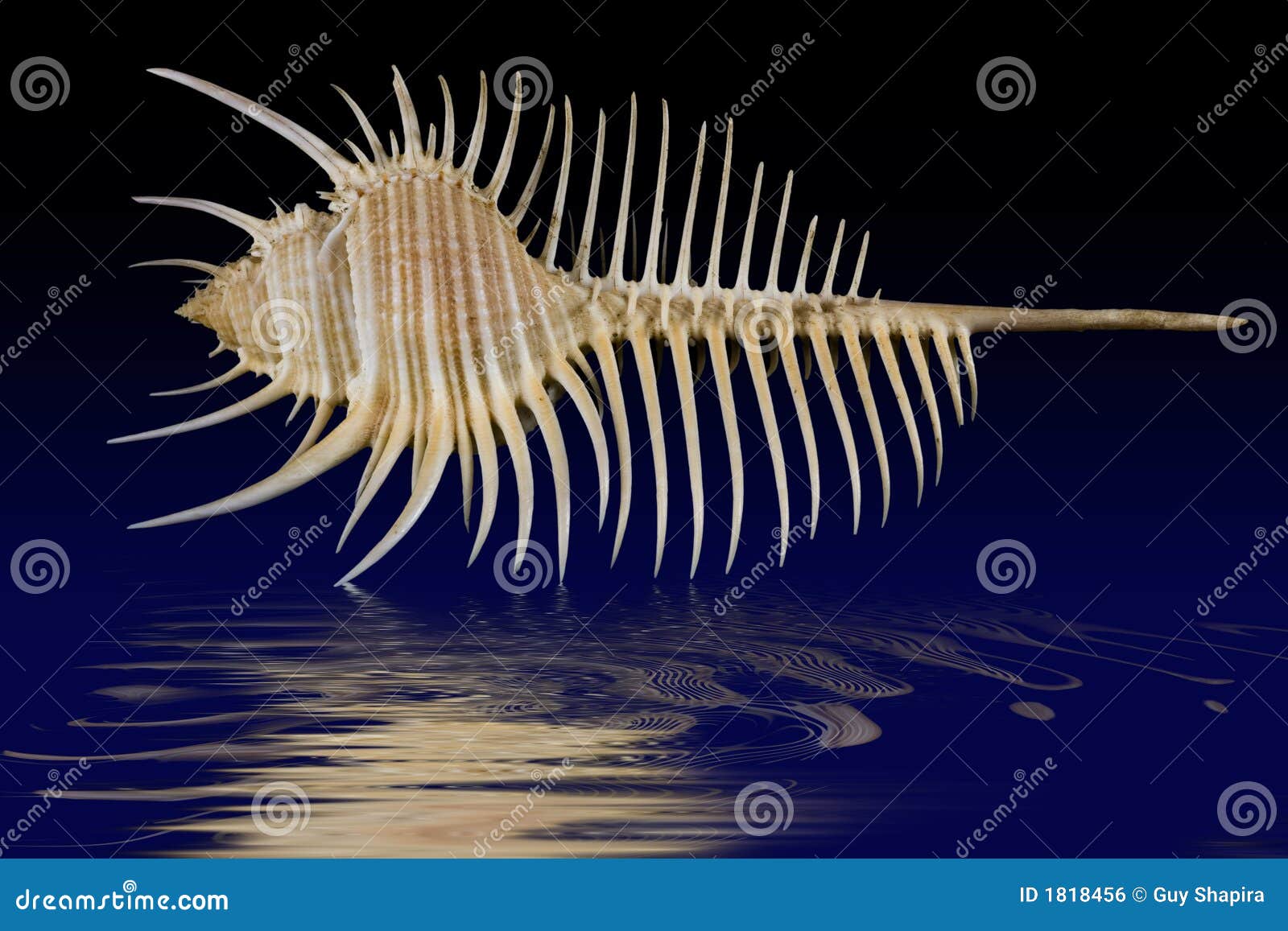Seashell stock photo. Image of nature, cowrie, seashell - 1818456