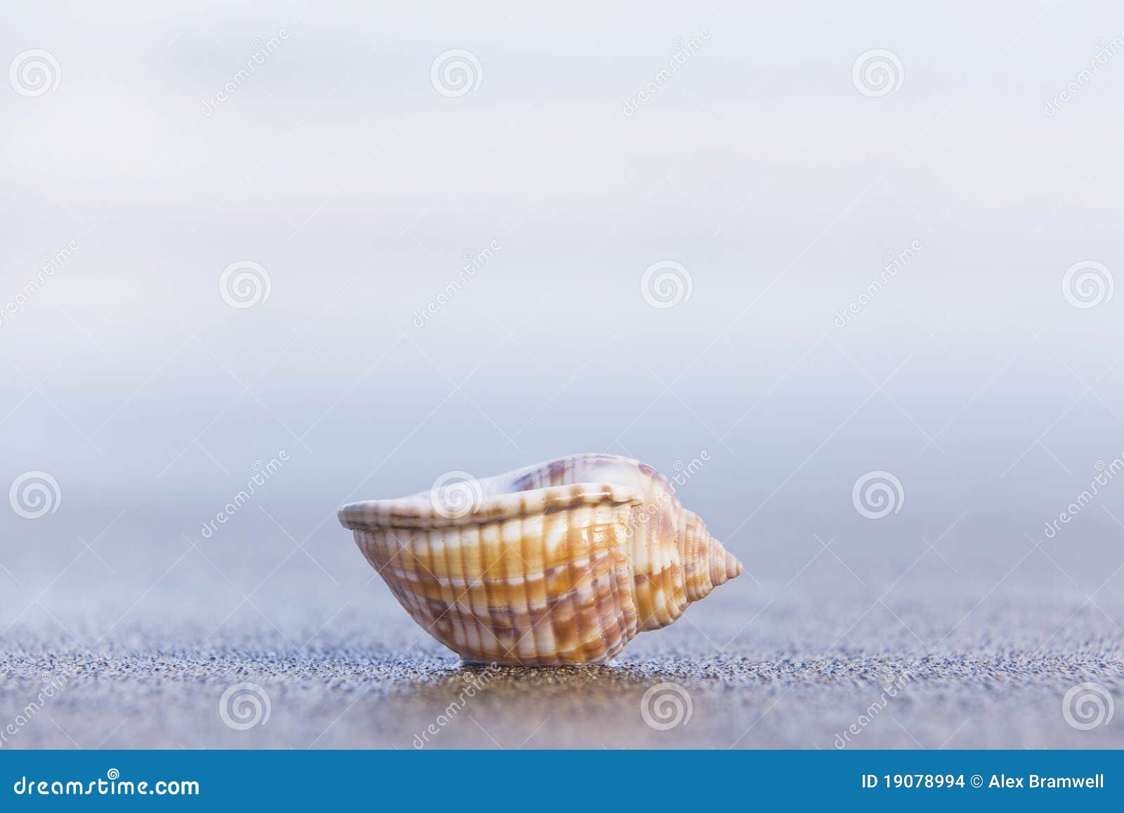 Seashell stock photo. Image of conch, detail, beach, ocean - 19078994