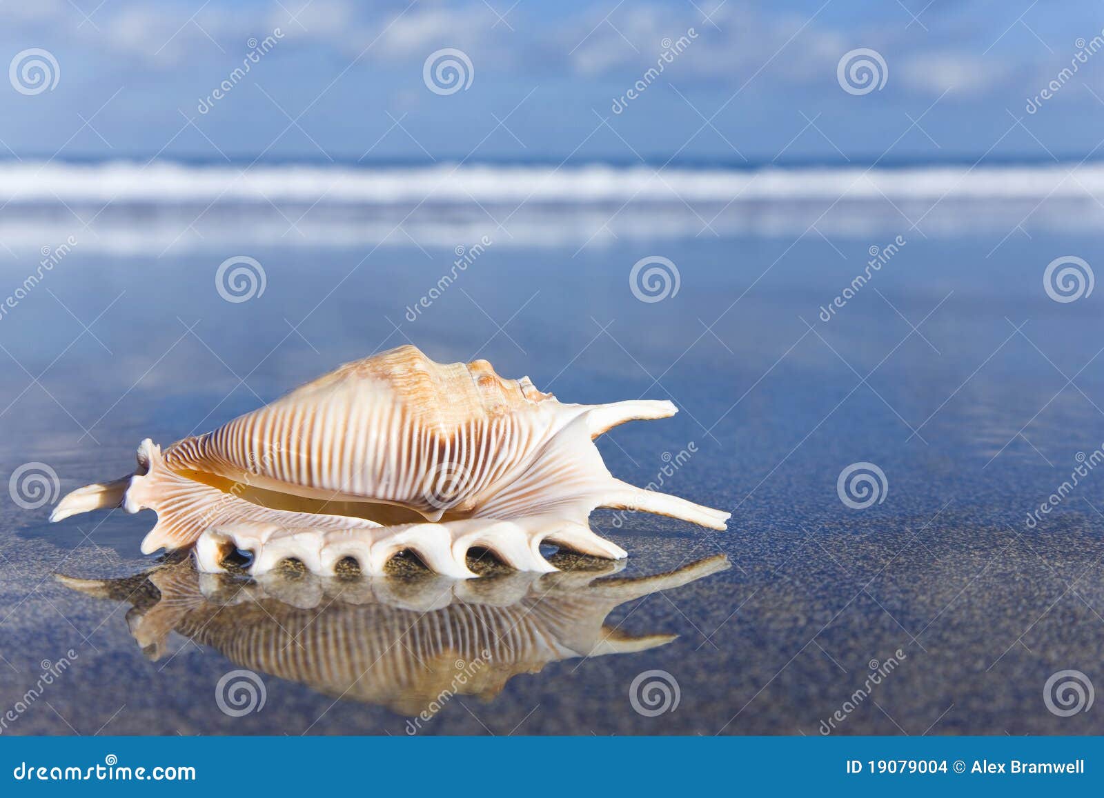 Seashell stock photo. Image of animal, water, dawn, nature - 19079004