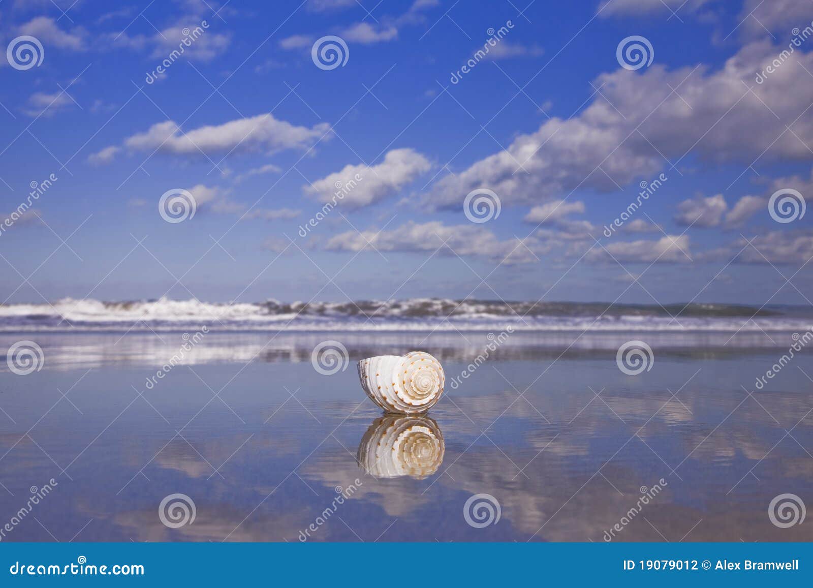 Seashell stock photo. Image of water, animal, seashell - 19079012