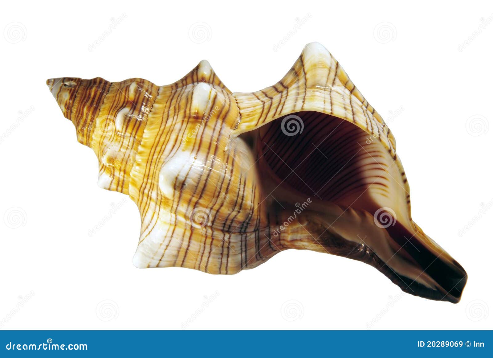 Seashell stock image. Image of shell, yellow, colorful - 20289069