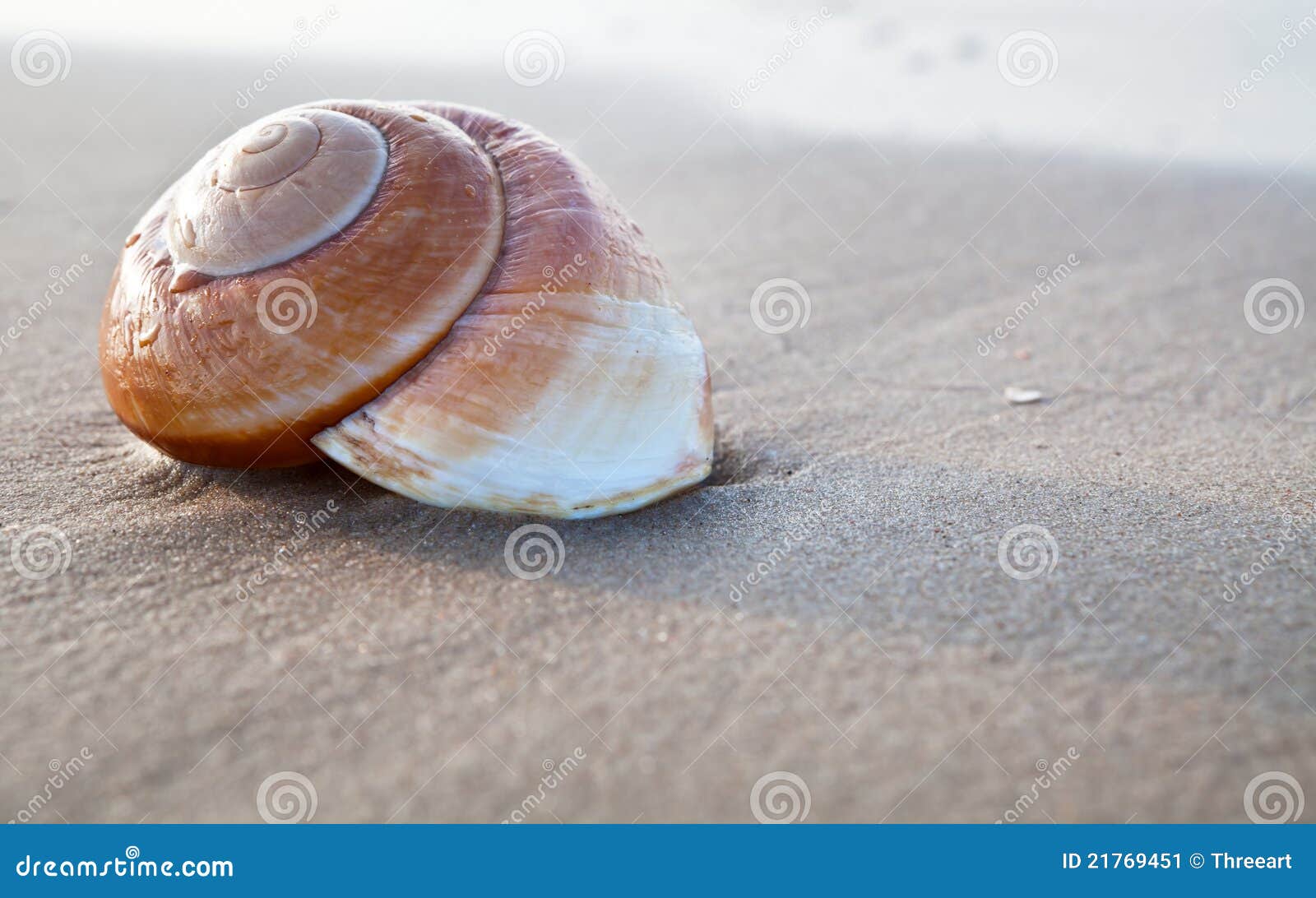 Seashell stock image. Image of swirl, coastline, beige - 21769451