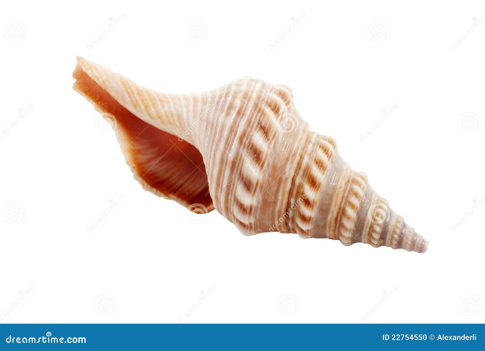 Seashell stock photo. Image of lustrous, swirl, isolated - 22754550