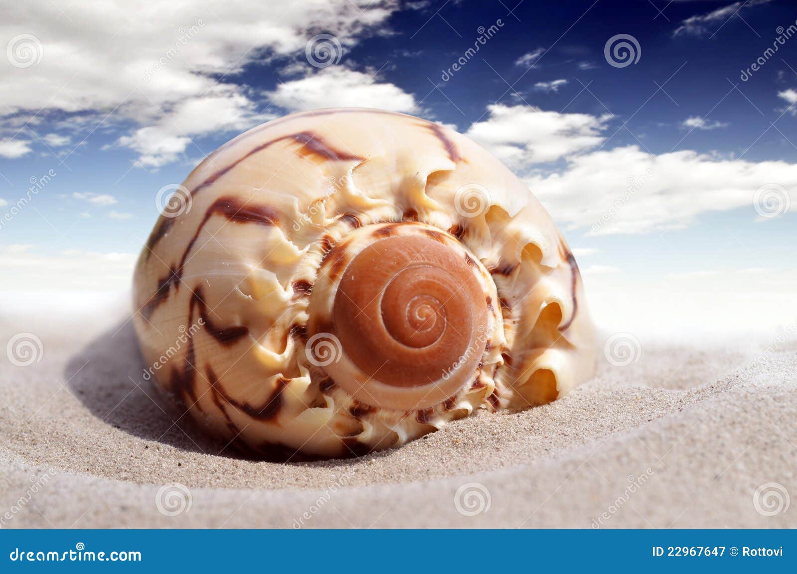 Seashell stock image. Image of seashell, peaceful, fresh - 22967647