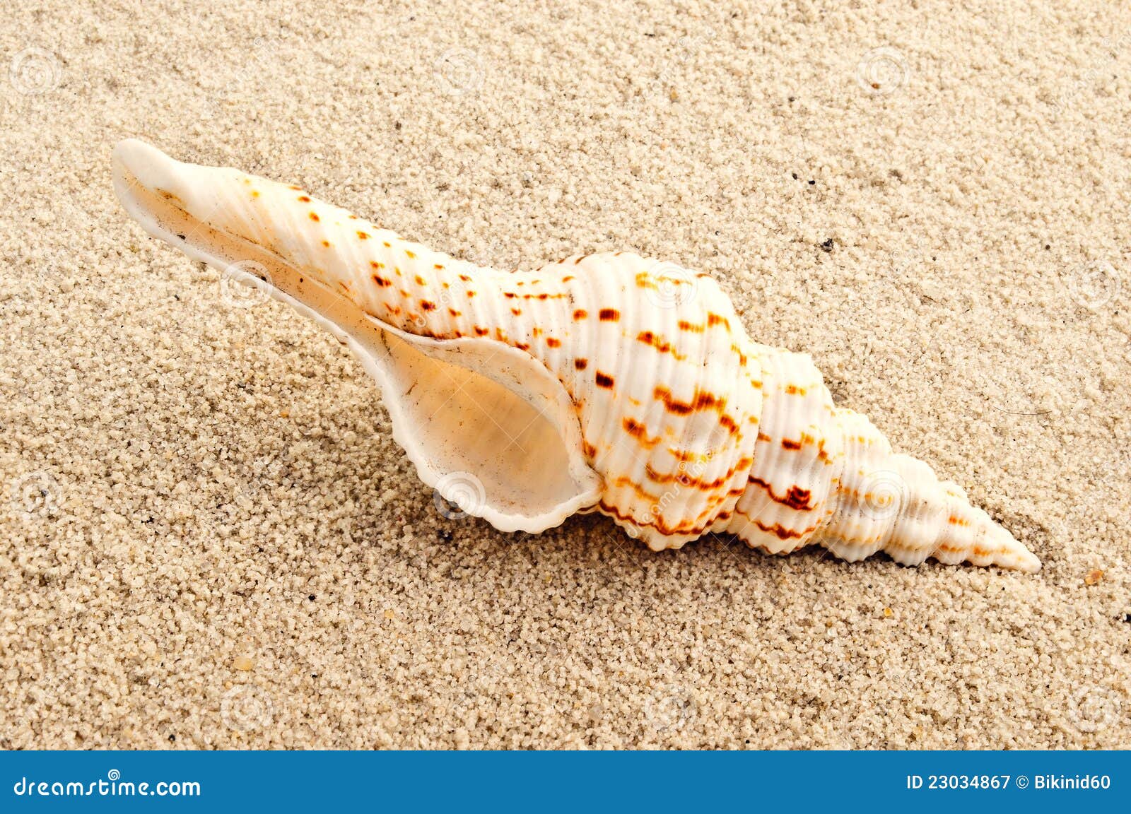 Seashell. stock image. Image of tropical, tropic, yellow - 23034867