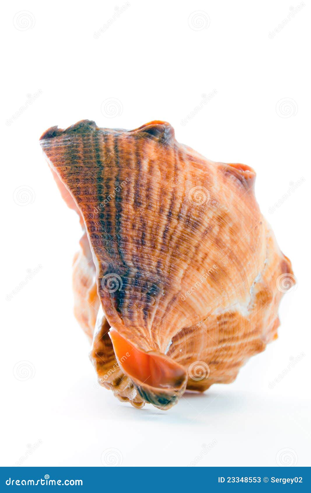 Seashell stock image. Image of abstract, beauty, rough - 23348553