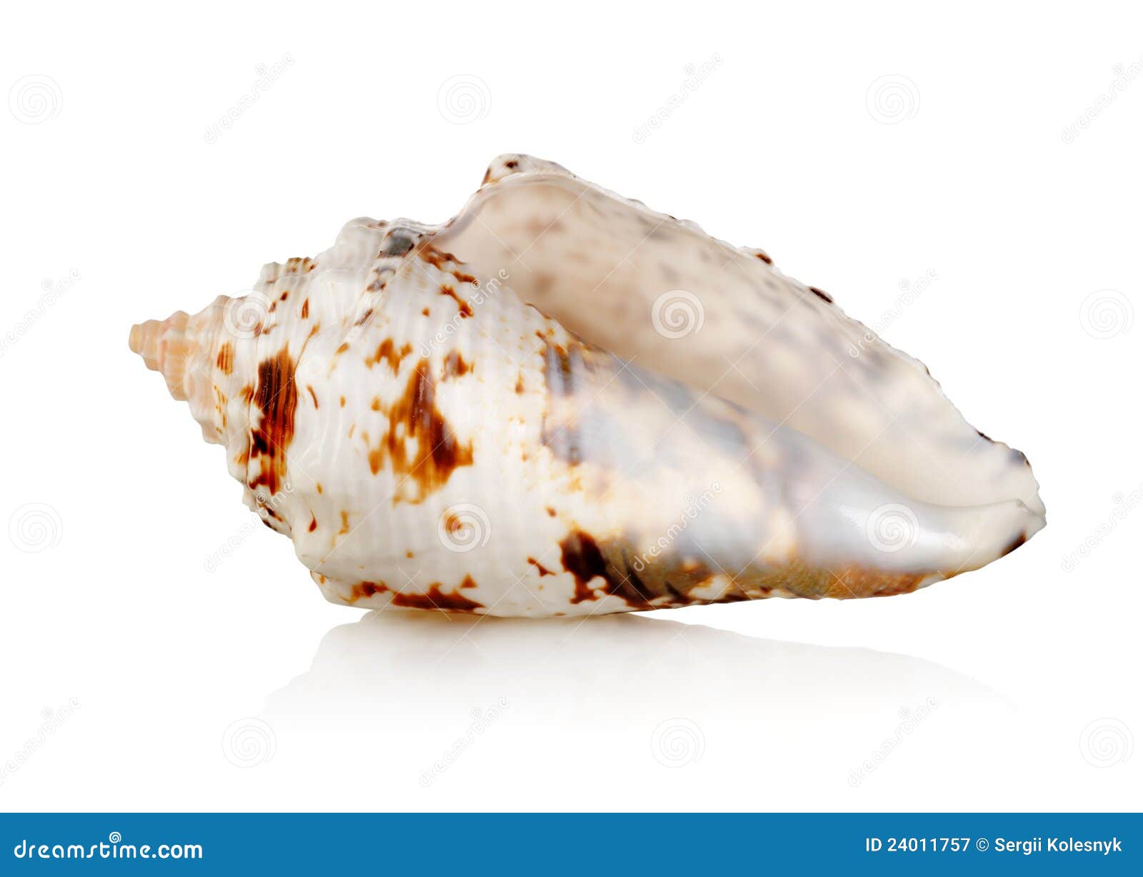 Seashell stock image. Image of white, beauty, close, background - 24011757