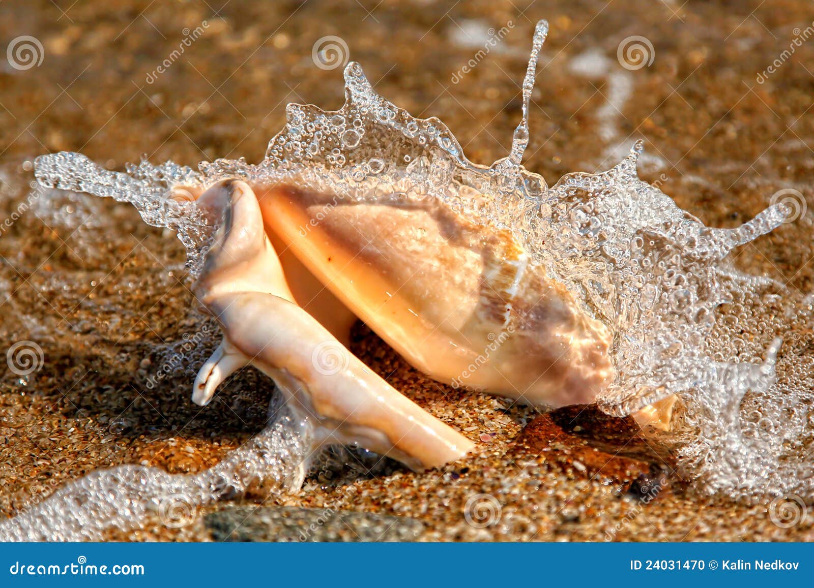 Seashell stock photo. Image of splash, shell, wave, rock - 24031470