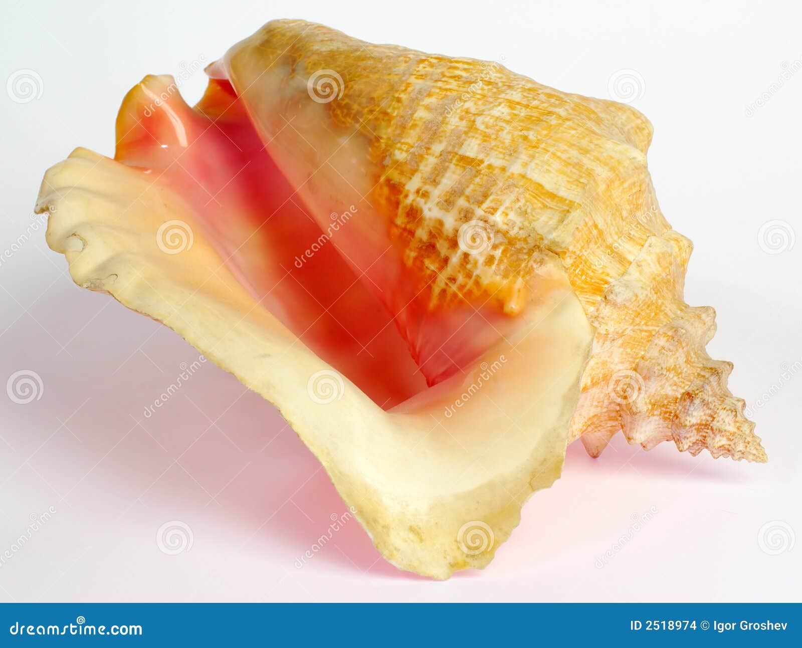 12,247 Spiral Conch Shell Stock Photos - Free & Royalty-Free Stock ...