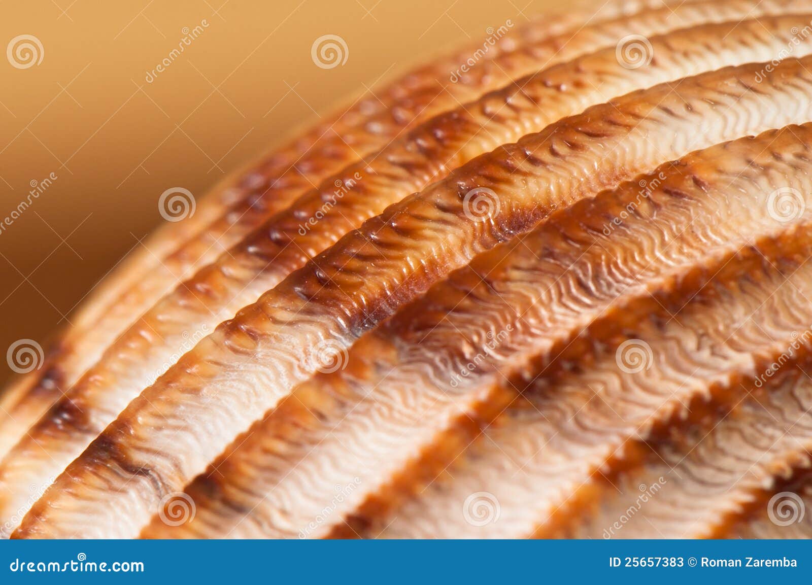Seashell stock image. Image of abstract, macro, detail - 25657383