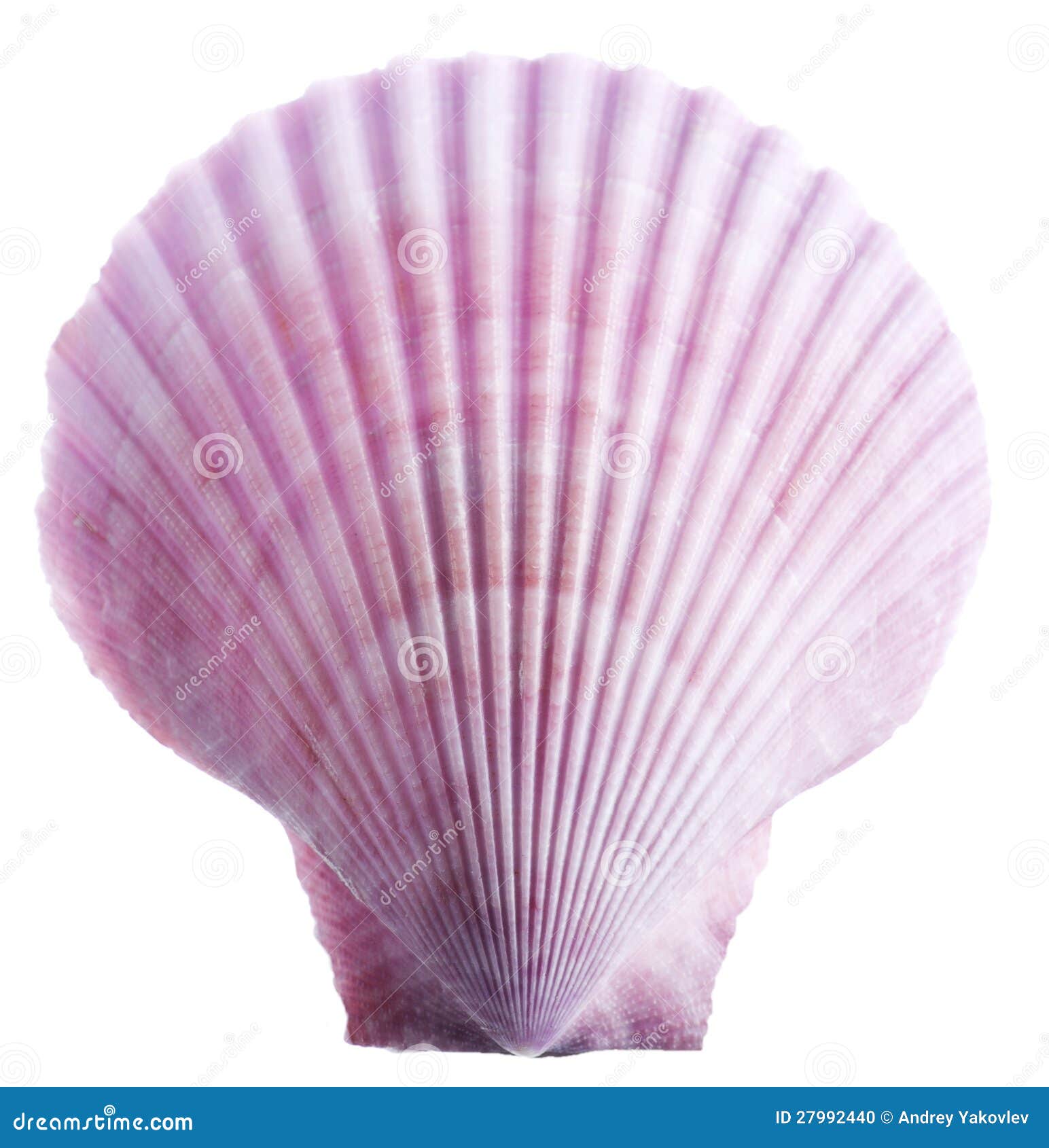 Seashell stock photo. Image of sauce, object, shape, isolated - 27992440