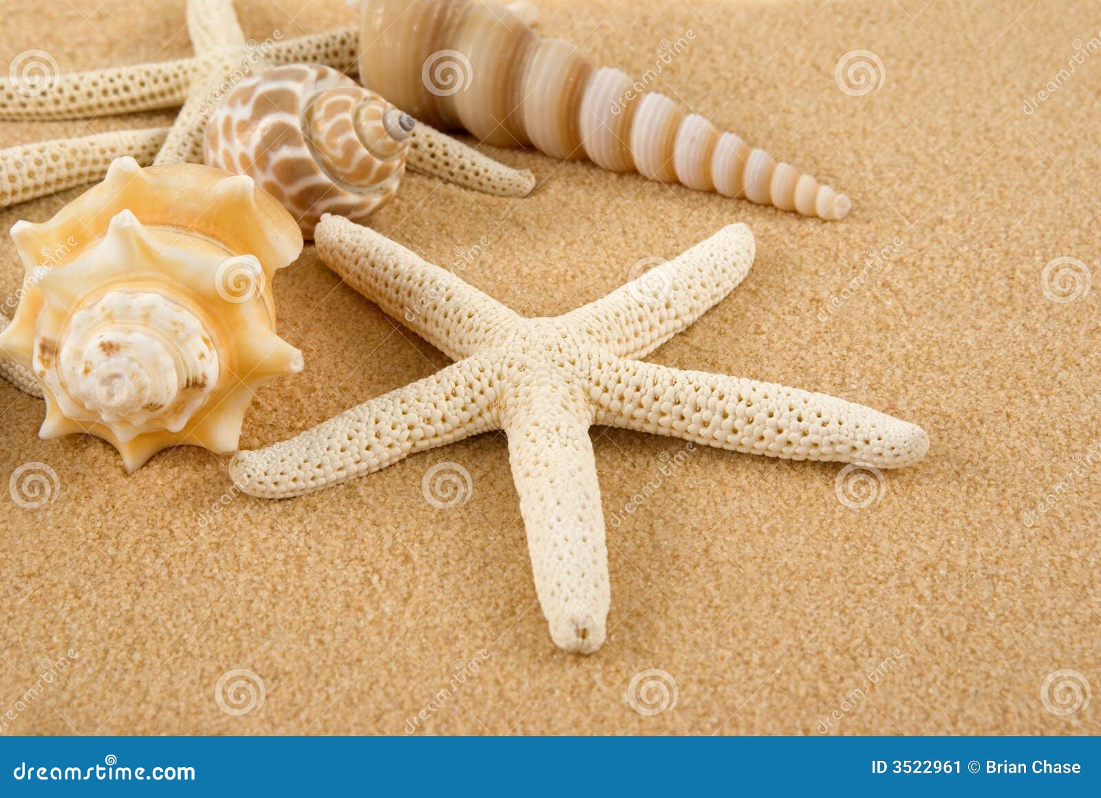Seashell stock image. Image of nature, ocean, tropical - 3522961