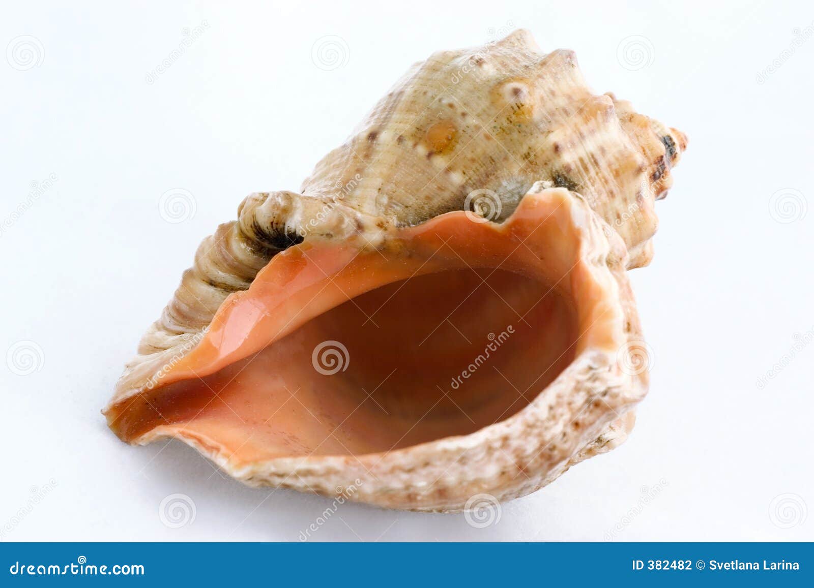 Seashell stock photo. Image of curves, white, isolated - 382482