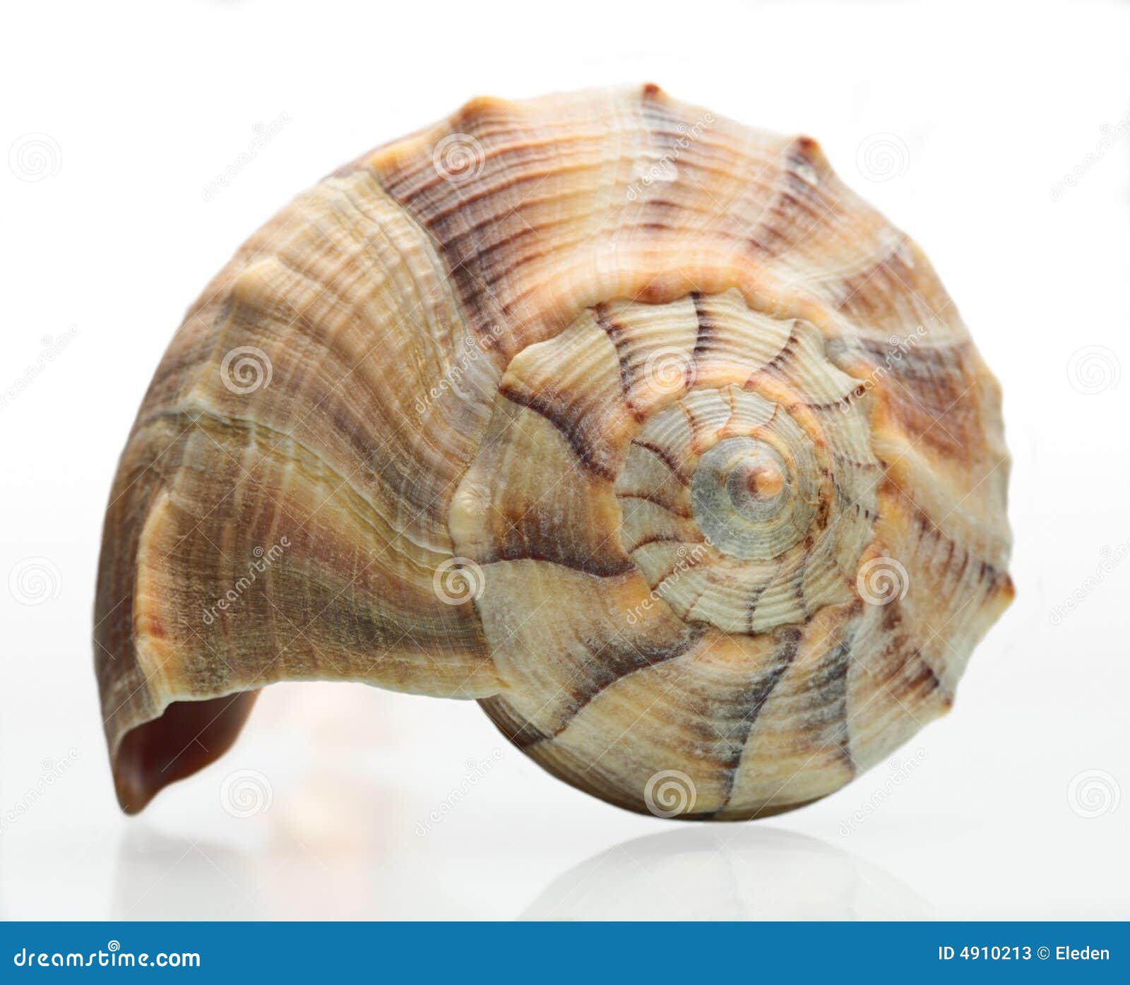 Seashell stock image. Image of beach, oceanshell, seaside - 4910213