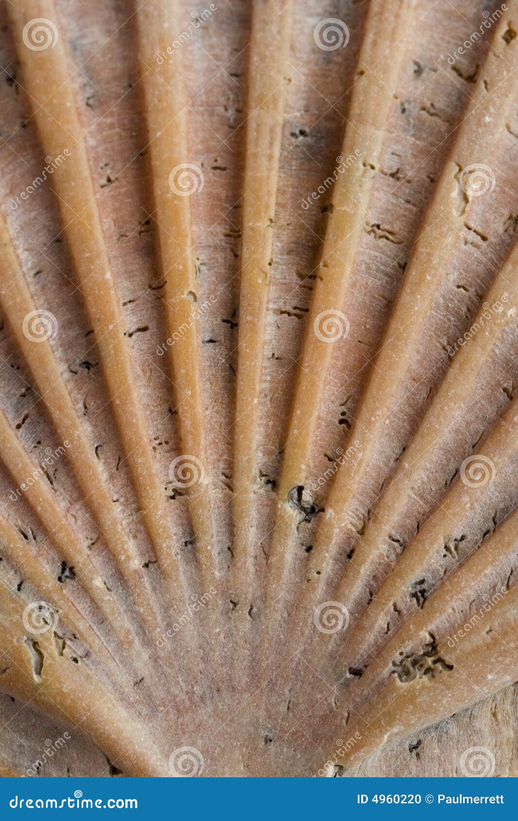 Seashell stock photo. Image of beach, coast, seashells - 4960220