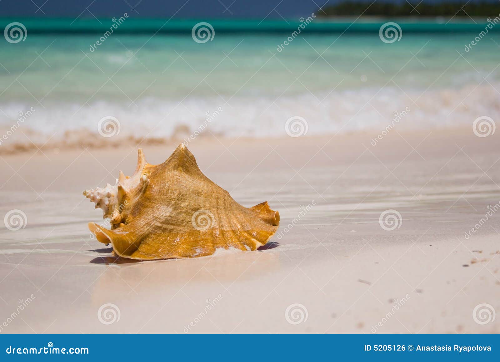Seashell stock photo. Image of pretty, littoral, atoll - 5205126