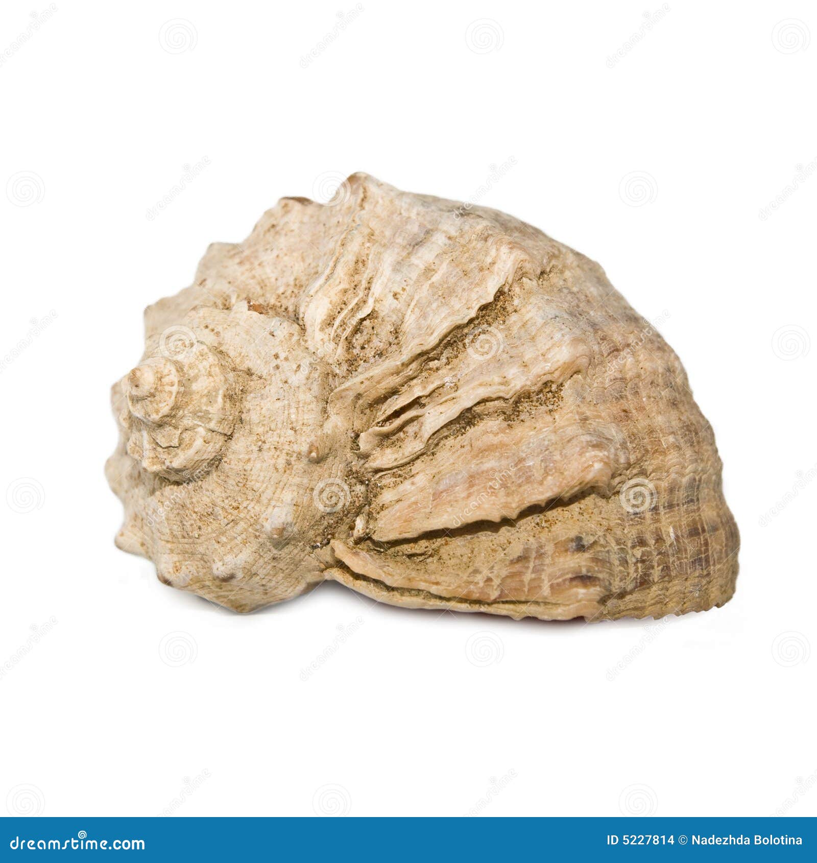 Seashell Picture. Image: 5227814