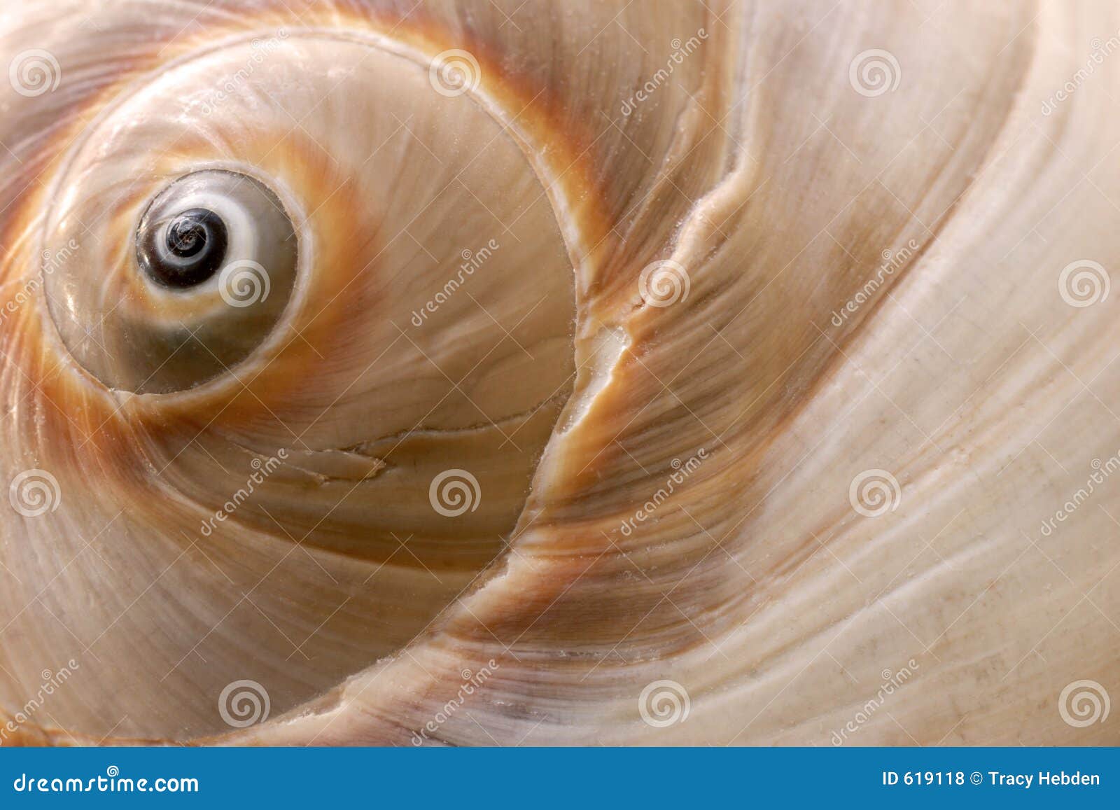 Seashell stock photo. Image of hole, beach, seashell, ocean - 619118