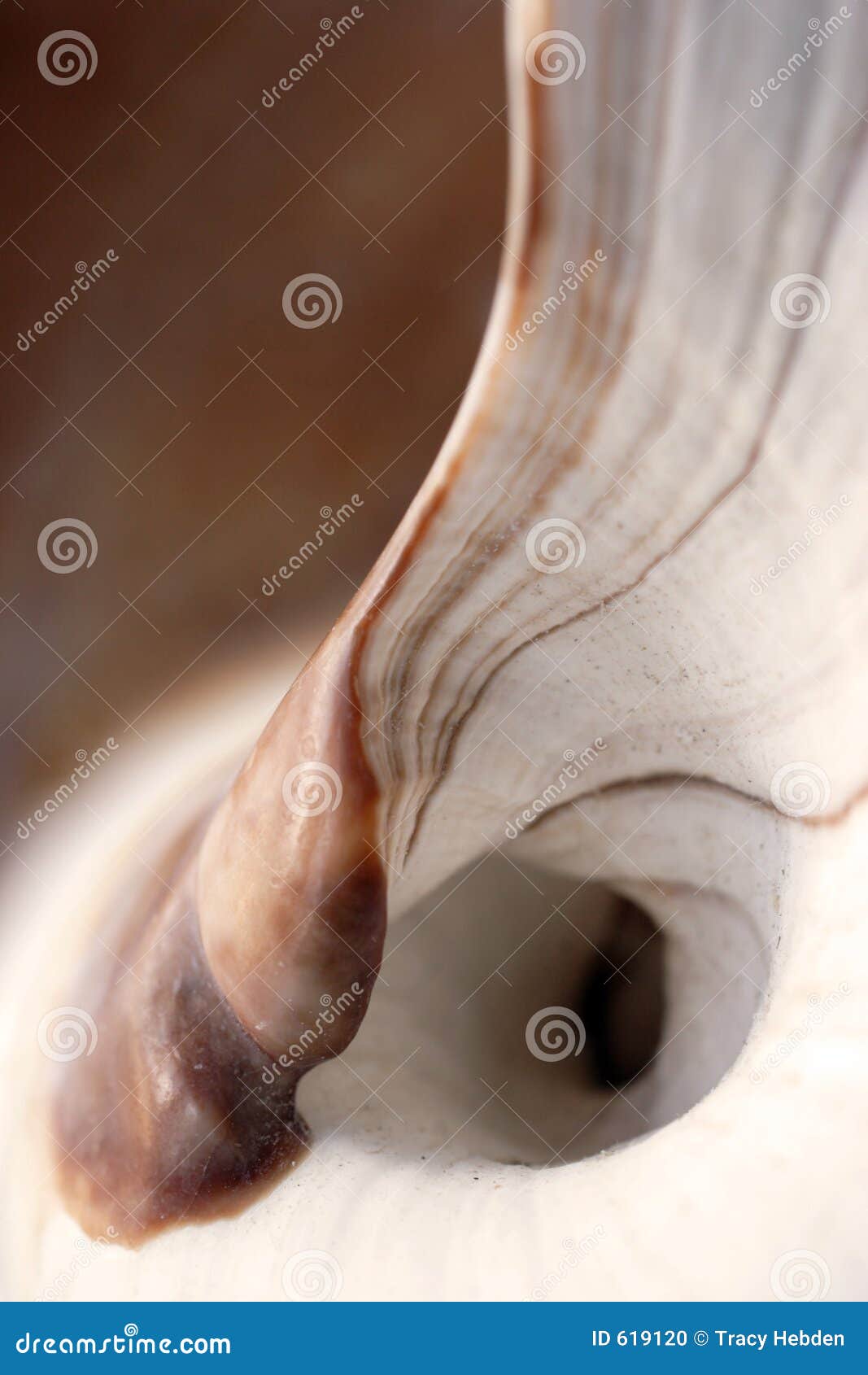 Seashell stock photo. Image of shape, natural, sealife - 619120