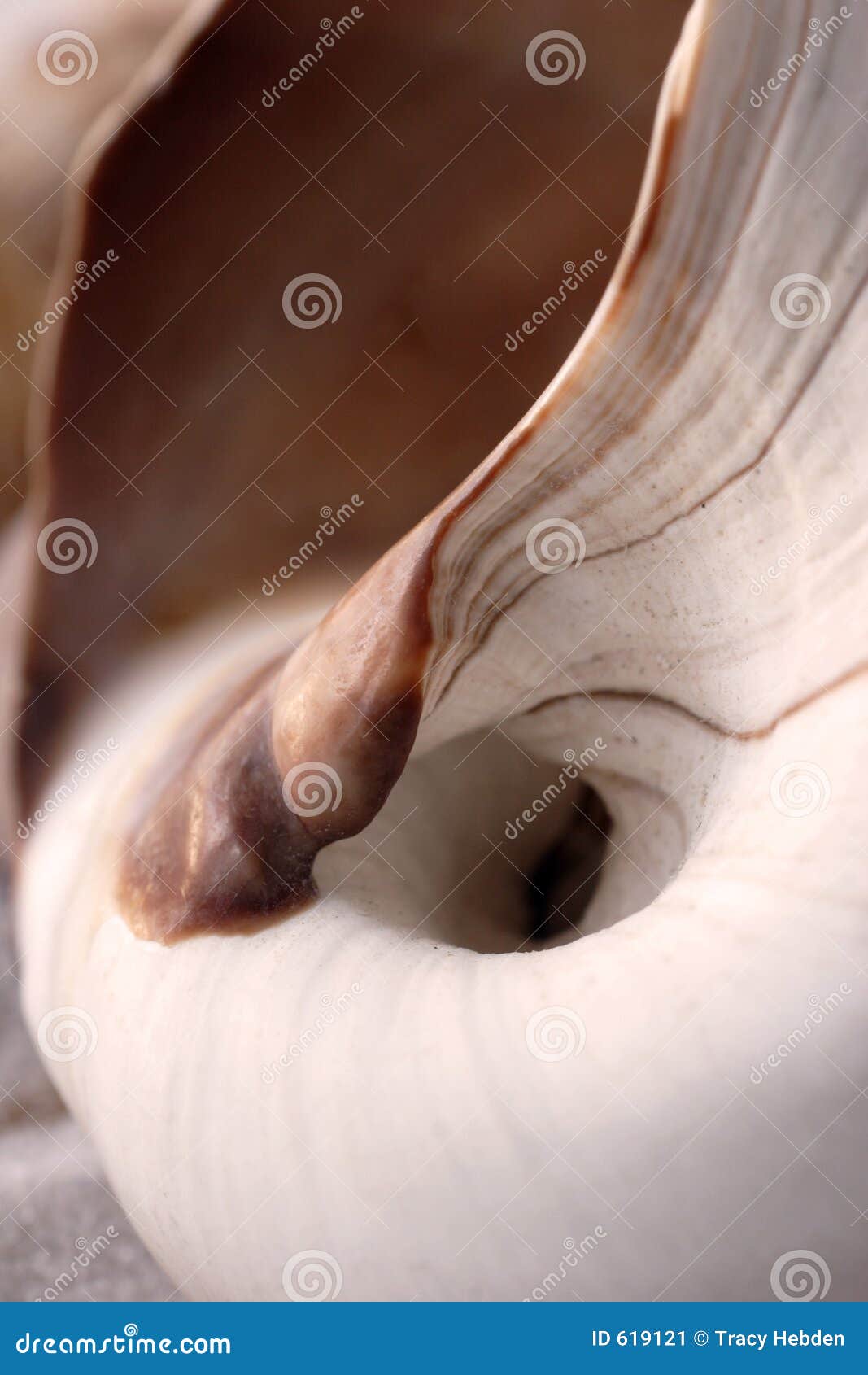 Seashell stock image. Image of shell, closeup, natural - 619121