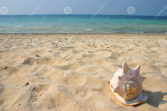 Seashell stock photo. Image of island, peachful, ocean - 628926