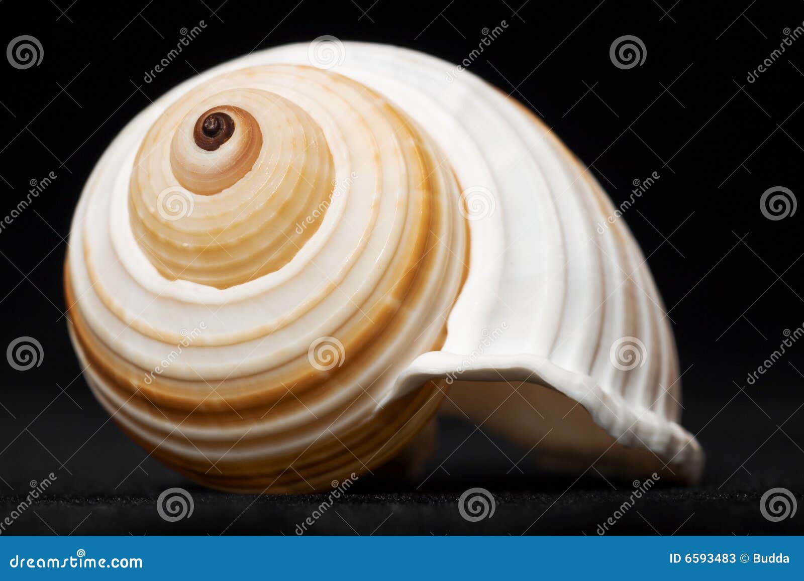 Seashell stock image. Image of swirl, shell, curve, mollusk - 6593483