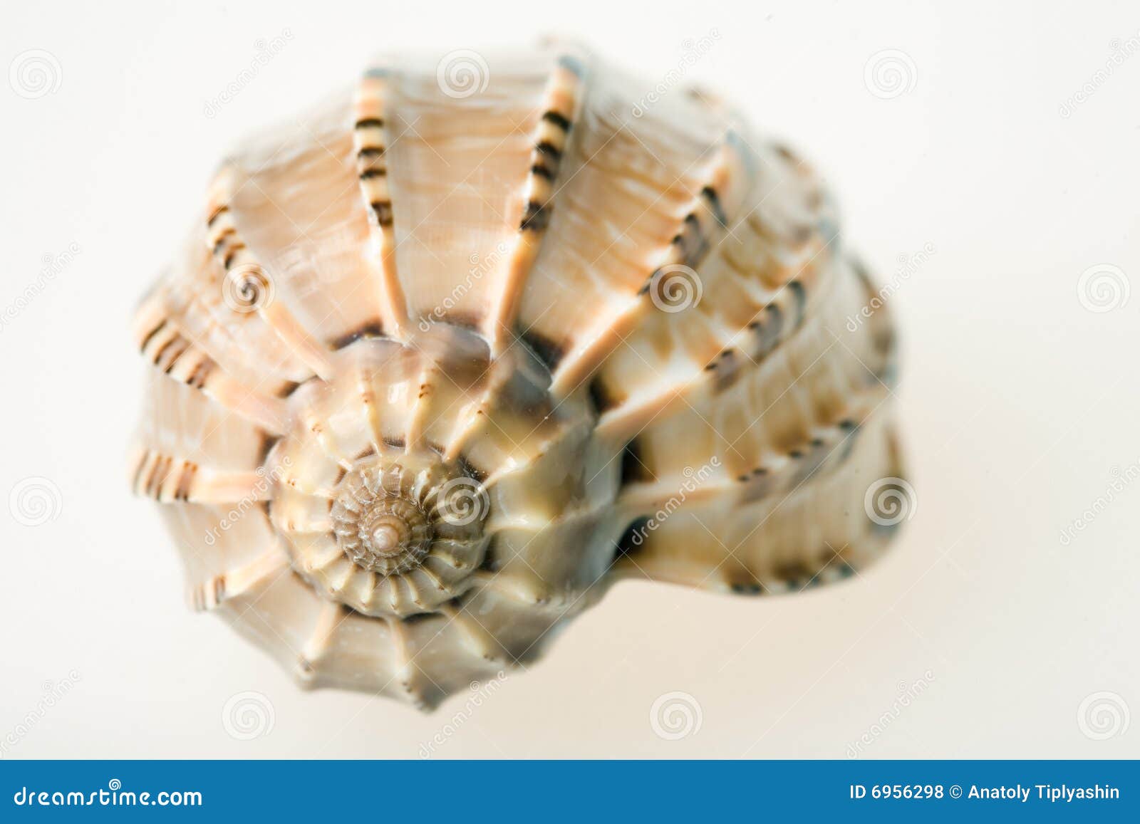 Seashell stock photo. Image of center, split, object, background - 6956298