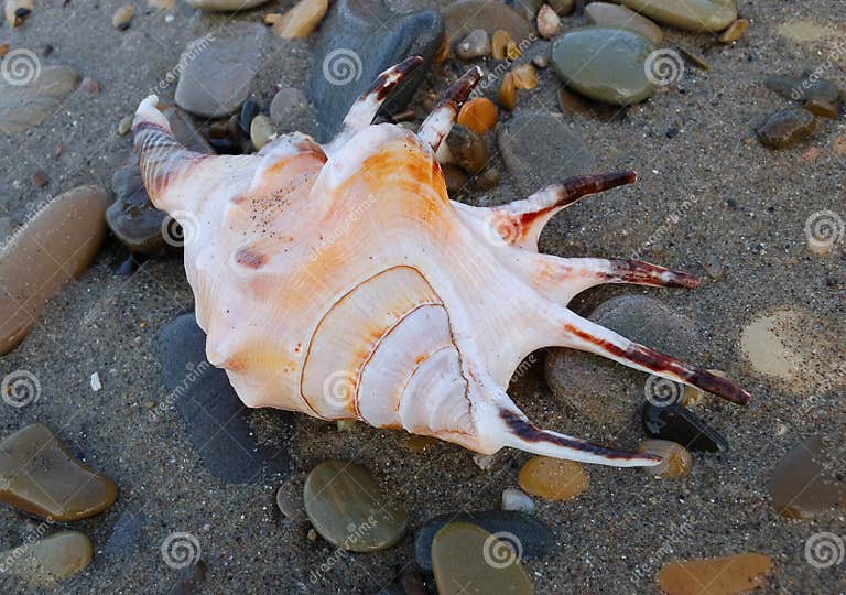 Seashell stock image. Image of seashell, beautiful, leisure - 7161823