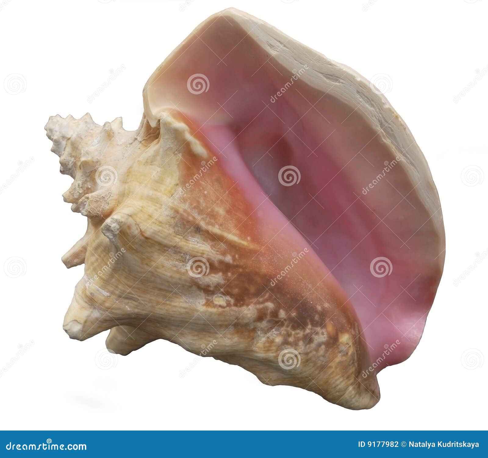 Seashell stock photo. Image of shellfish, mollusc, adriatic - 9177982