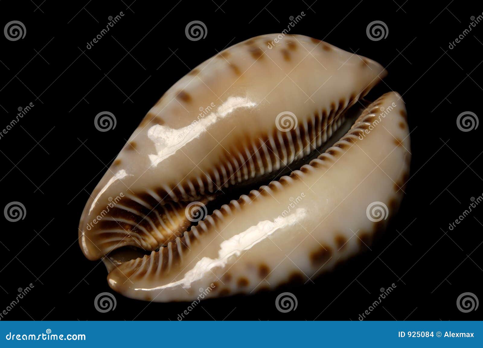 Seashell stock photo. Image of studio, seafood, seashell - 925084