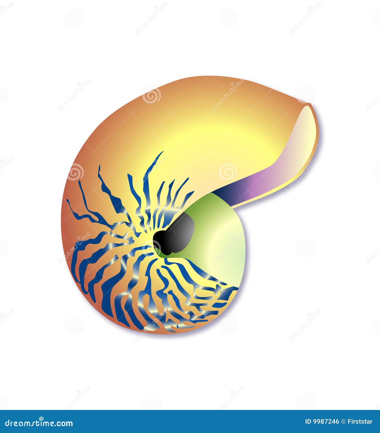 Seashell stock vector. Illustration of curvy, coils, corkscrewed - 9987246