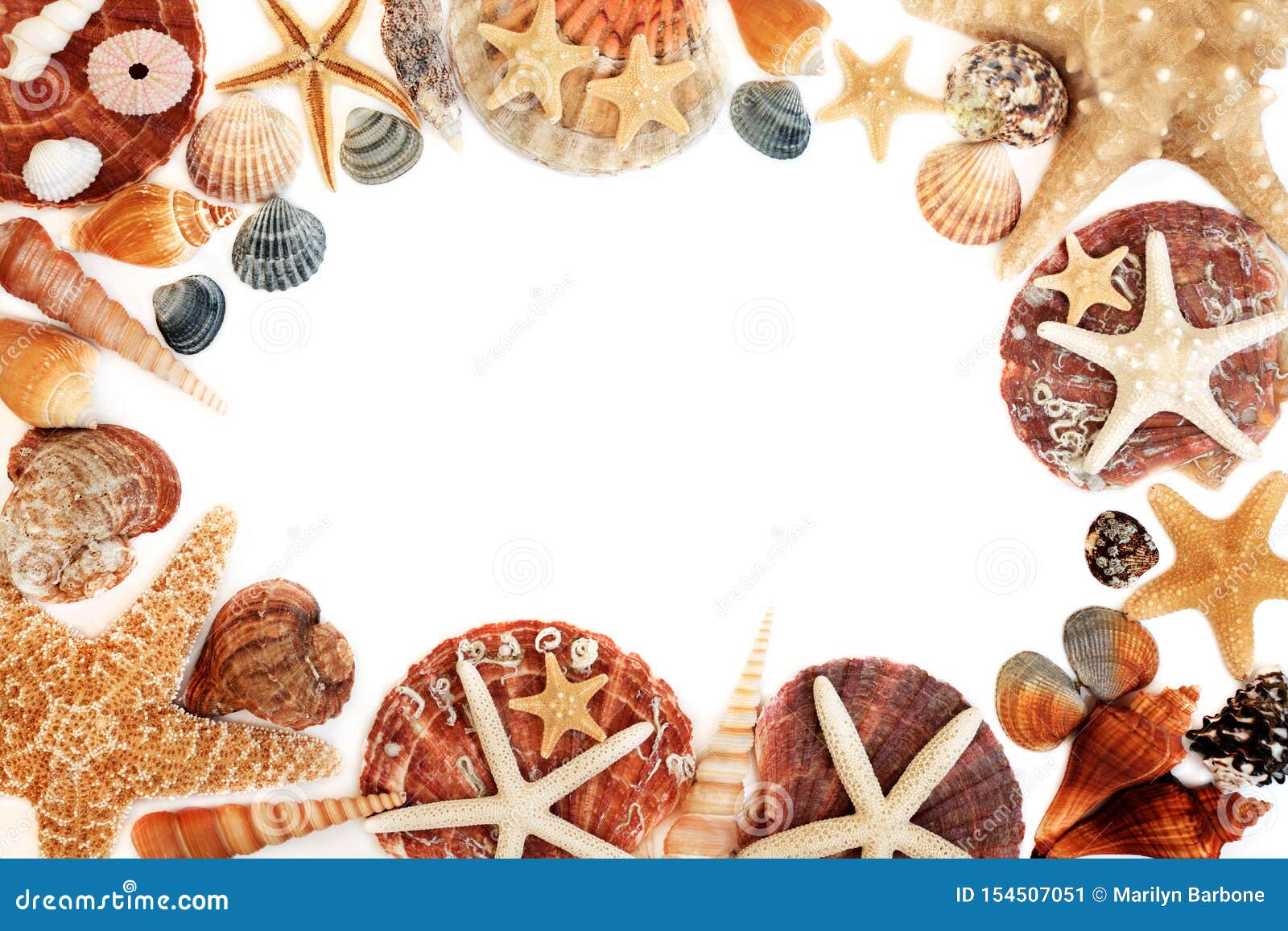 Seashell Abstract Background Border Stock Image - Image of natural ...
