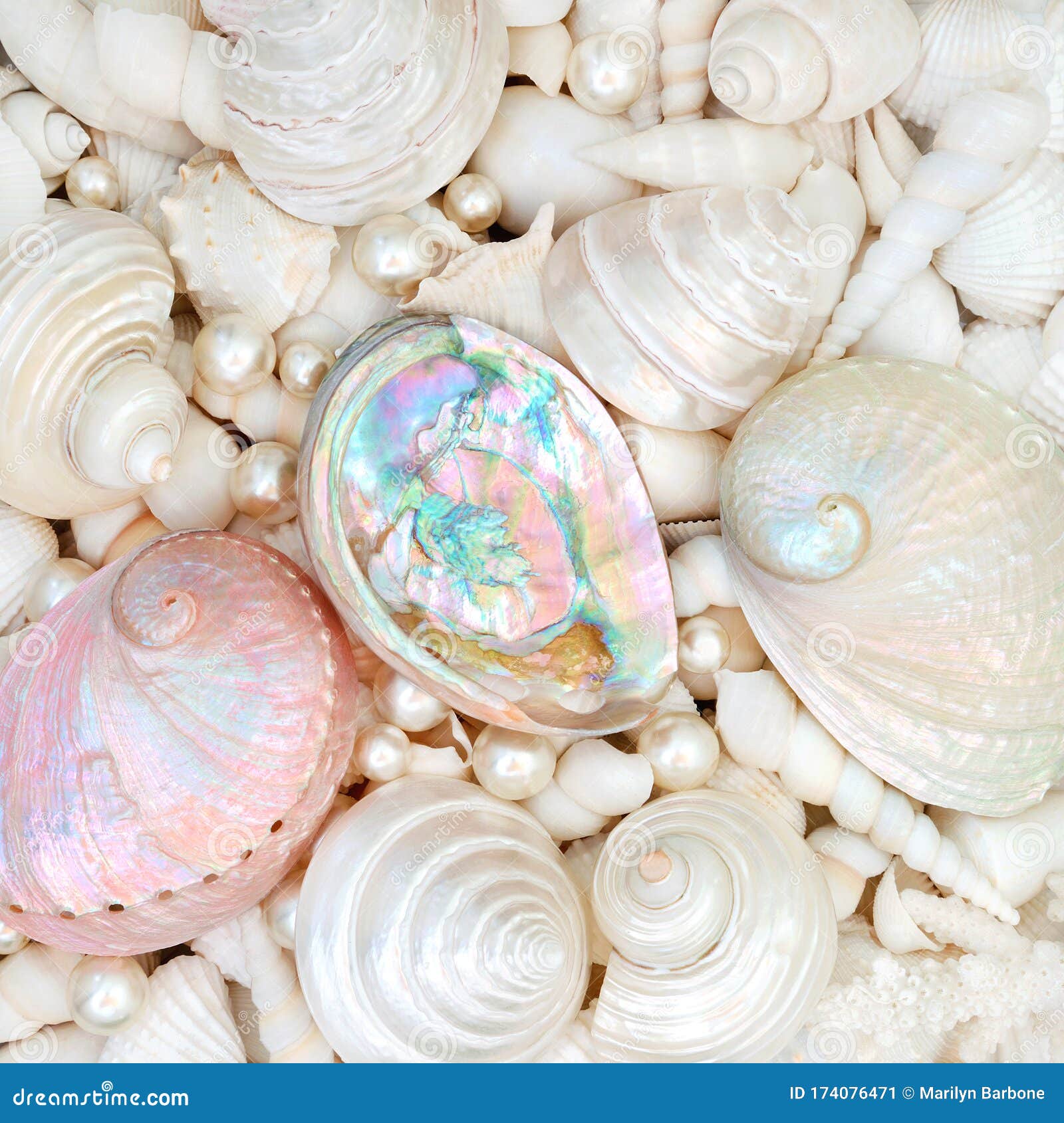 Seashell Abstract Background Composition Stock Image - Image of ...