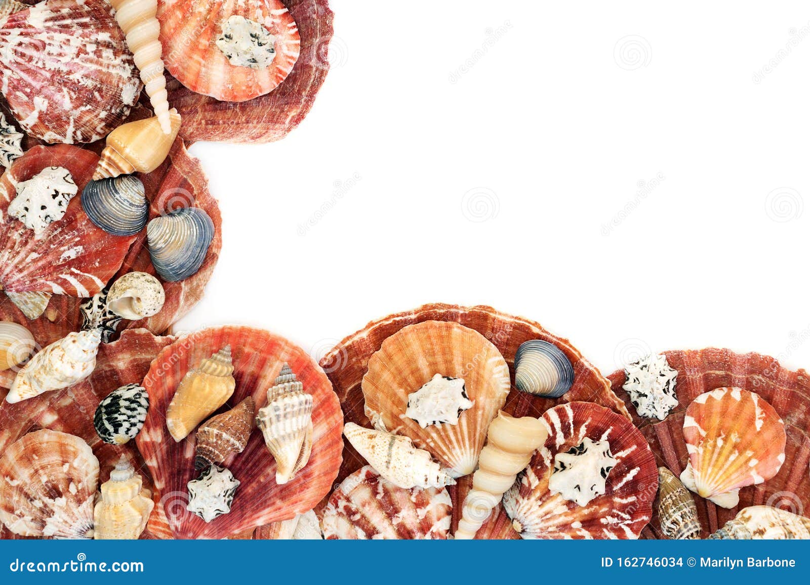 Seashell Abstract Background Stock Photo - Image of endangered ...
