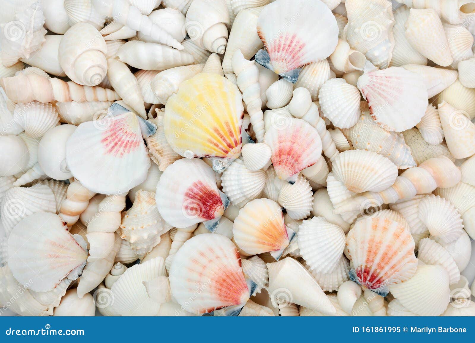 Seashell Abstract Background Stock Image - Image of flat, card: 161861995