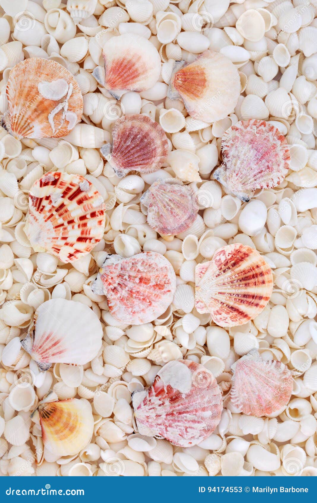 Seashell Abstract Background Stock Image - Image of beauty, shell: 94174553