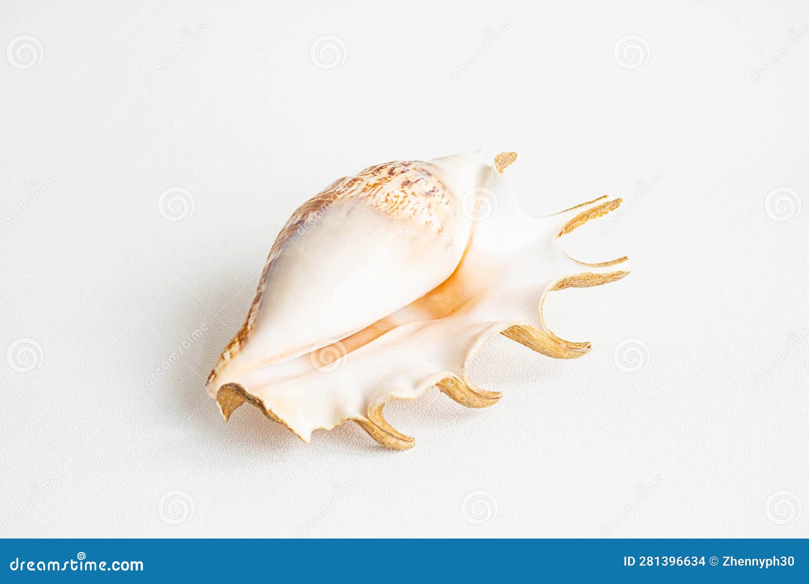 Seashell Aesthetic. Minimalistic Still Life of Sea Shell Stock Photo ...