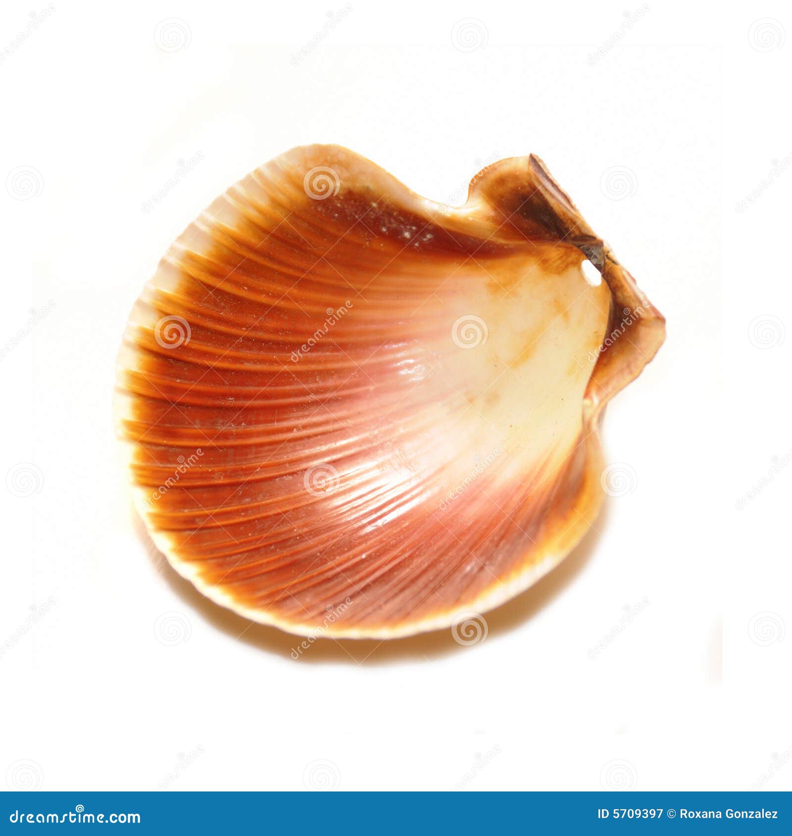Seashell aislado imagen de archivo. Imagen de brillante - 5709397
