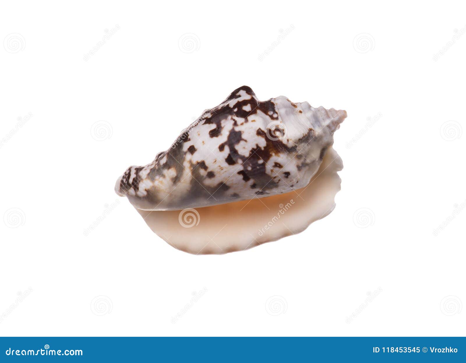 Seashell Aislado En El Fondo Blanco Imagen de archivo - Imagen de forma ...