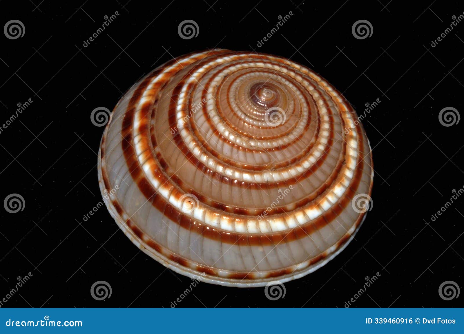 Seashell Architectonica stock photo. Image of giant - 339460916