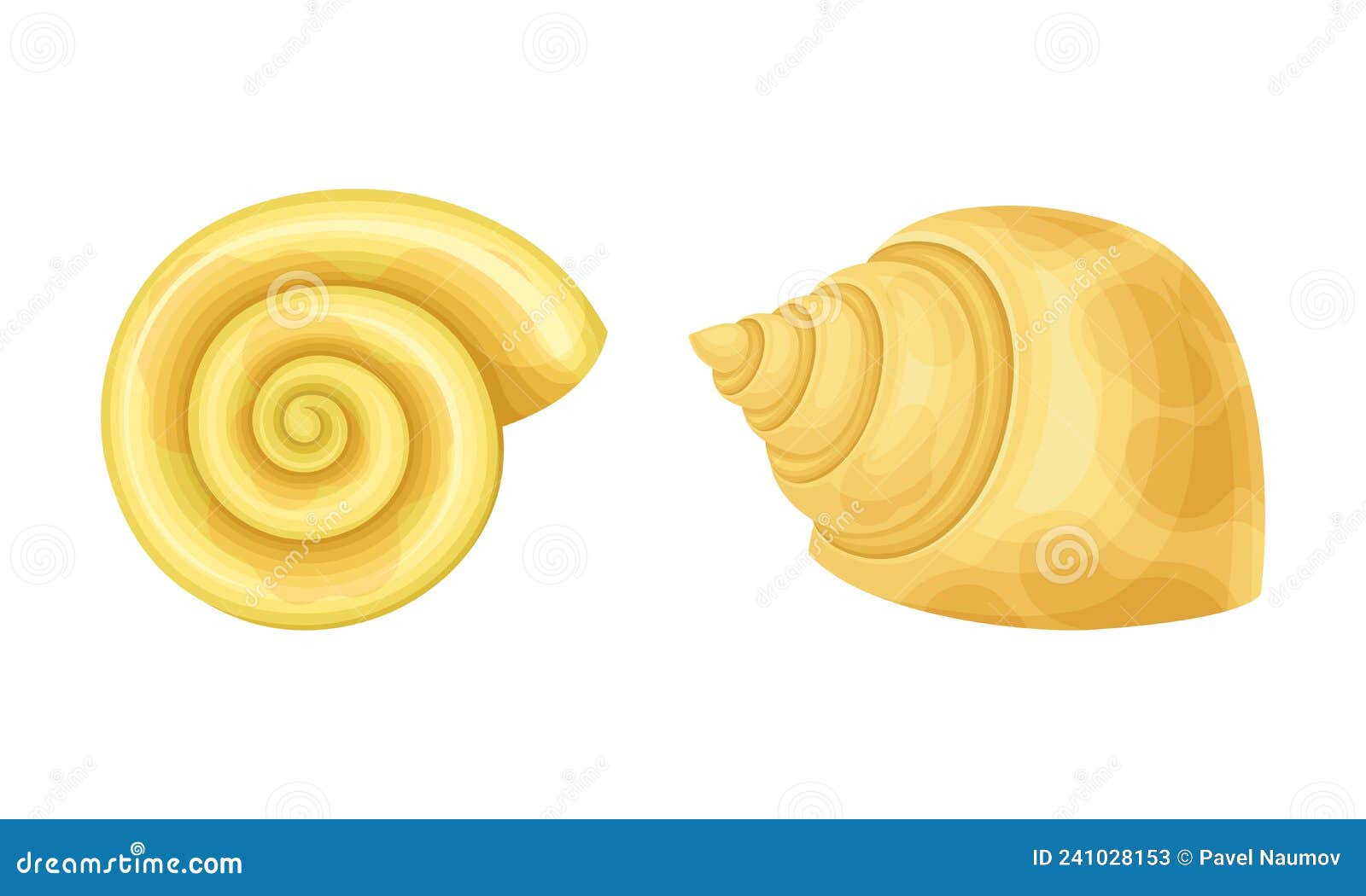 Seashell As Hard Marine Snail Shell Vector Set Stock Vector ...