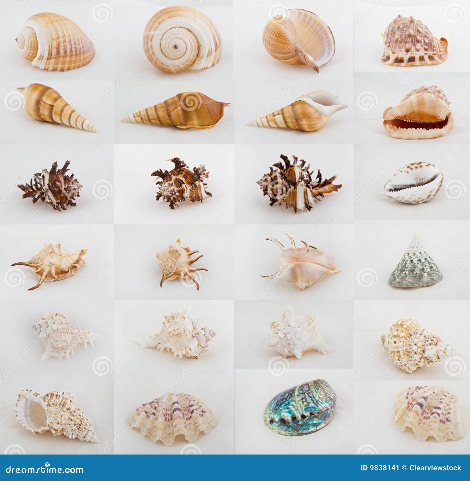 Seashell Assortment Collection Stock Image - Image of assortment, lots ...