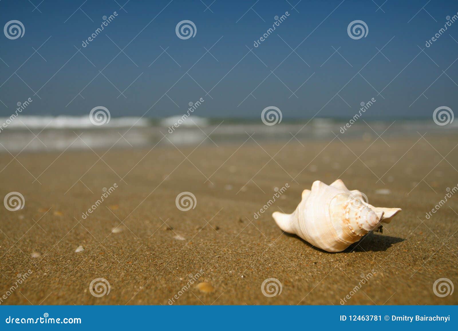 Seashell auf dem Strand stockbild. Bild von küstenlinie - 12463781